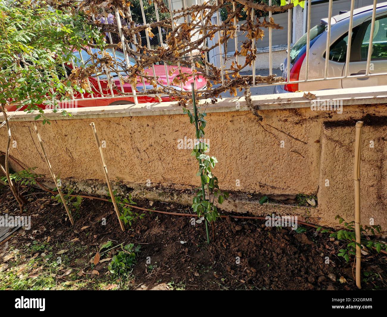 Freshly planted hedge hi-res stock photography and images - Alamy