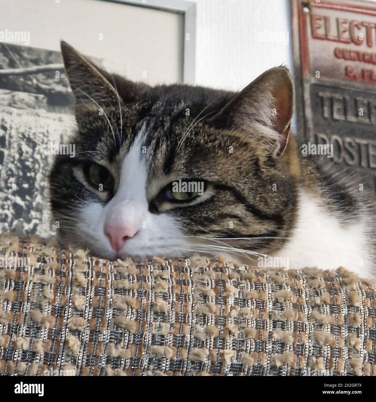 Cat's life, Lyon, France Stock Photo - Alamy