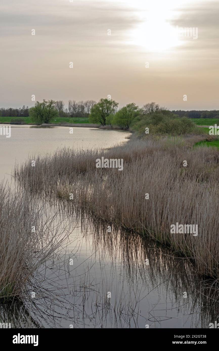 Trees, reed, water, sun, sunset, Elbe wetlands near Bleckede, Lower ...