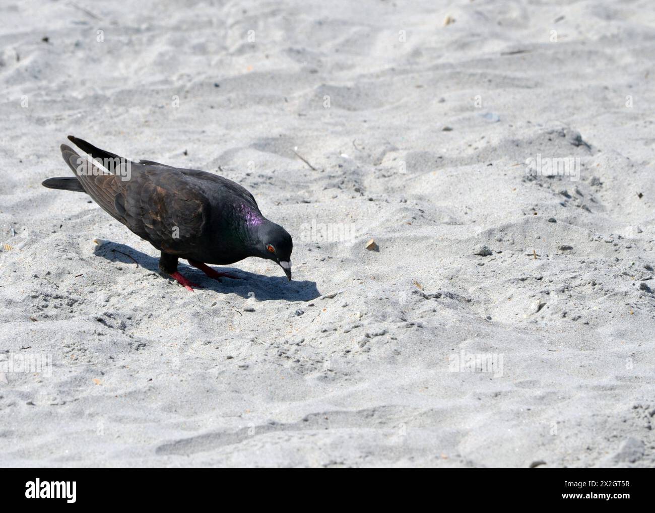 A dark, iridescent pigeon with red eyes forages for food in the sandy ...