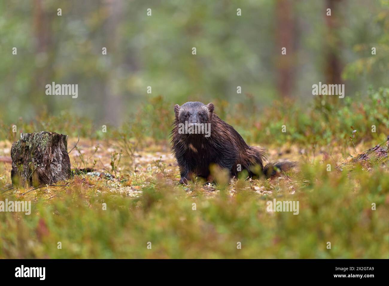 Wolverine animal with prey hi-res stock photography and images - Alamy