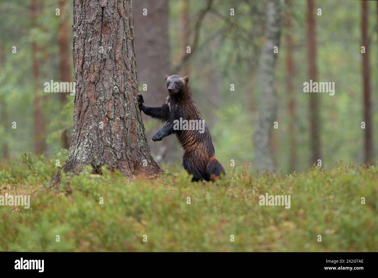 Wolverine animal with prey hi-res stock photography and images - Alamy