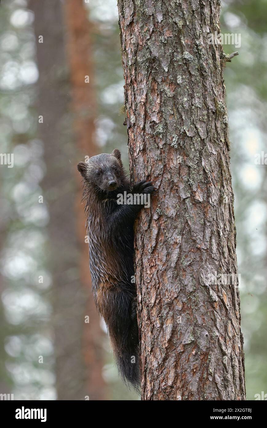 Wolverine animal with prey hi-res stock photography and images - Alamy