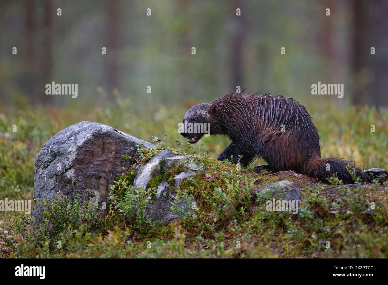 Wolverine animal with prey hi-res stock photography and images - Alamy