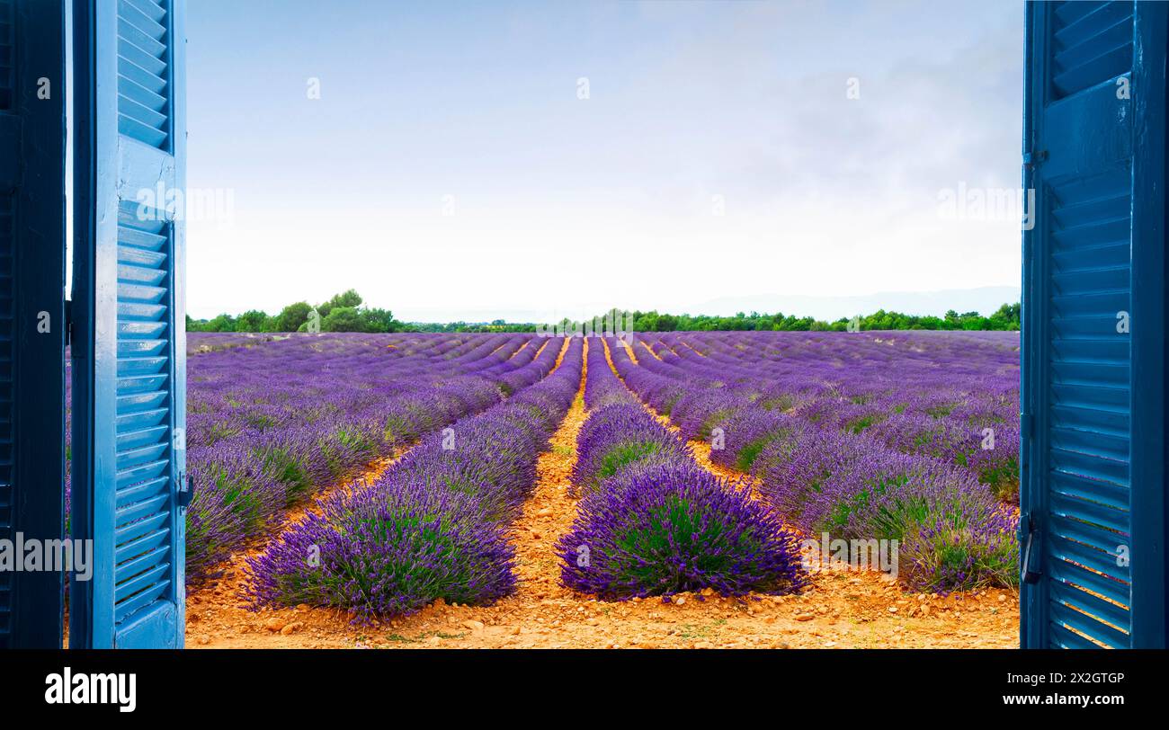 Lavender field rows with summer blue sky through wooden shutters ...