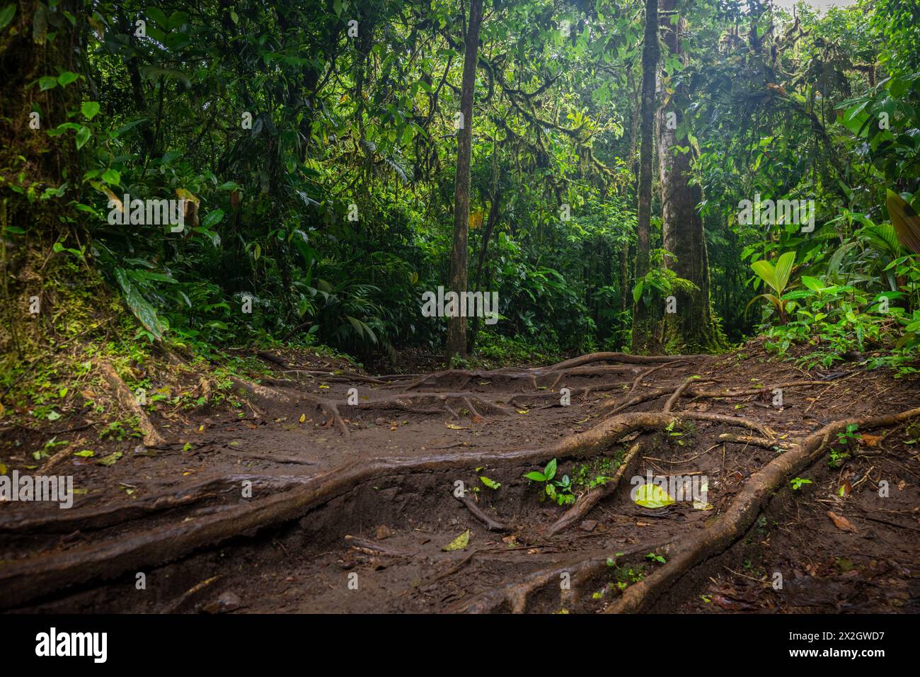 Path with roots in the rainforest Stock Photo - Alamy