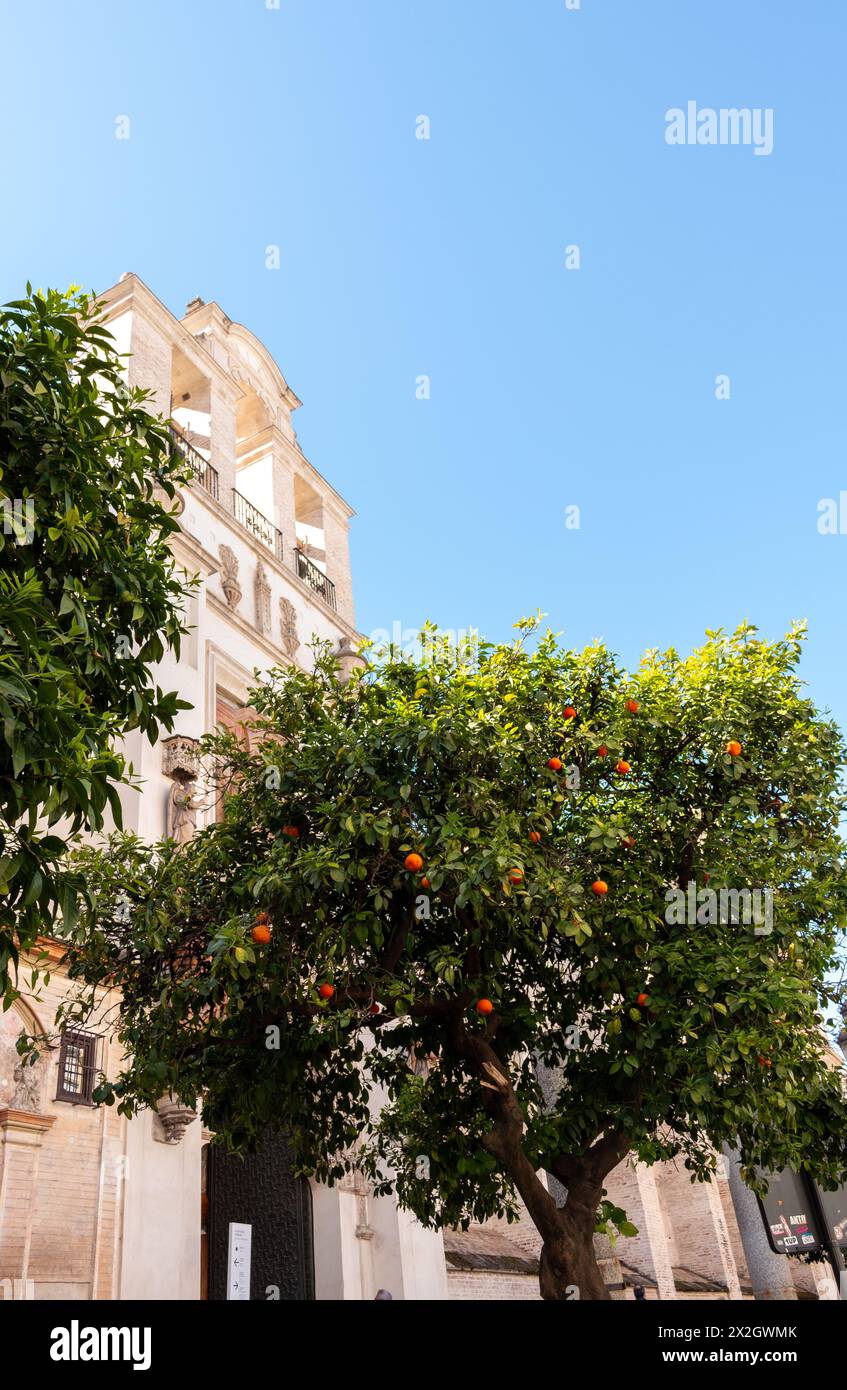Orange tree outside the Puerta del Perdón (Door of Forgiveness ...