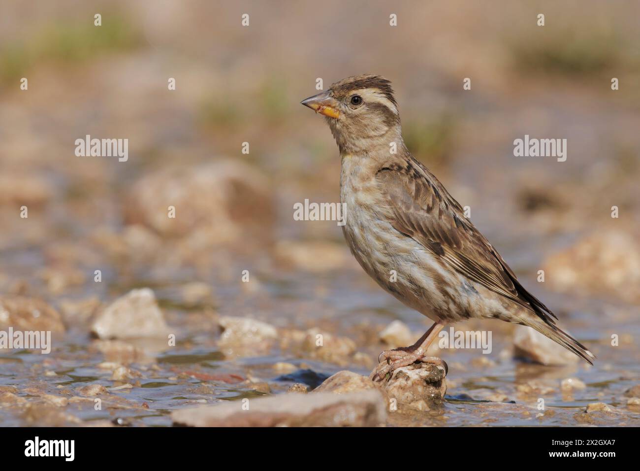 Rock Sparrow (Petronia petronia), small bird, living at high altitudes ...