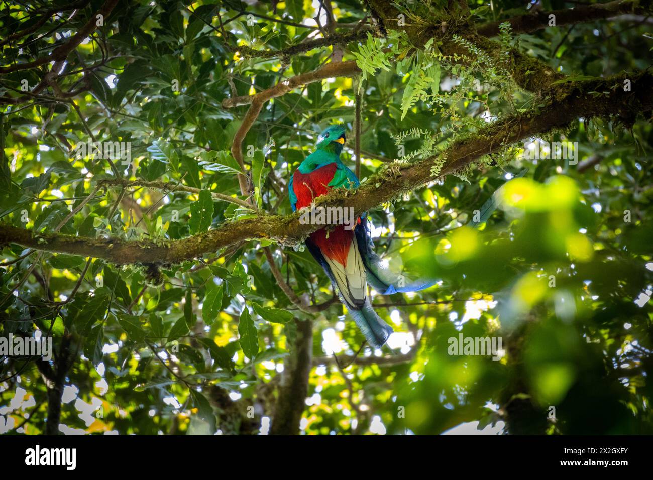 Quetzal bird sitting in a tree in the rainforest in Costa Rica, The ...
