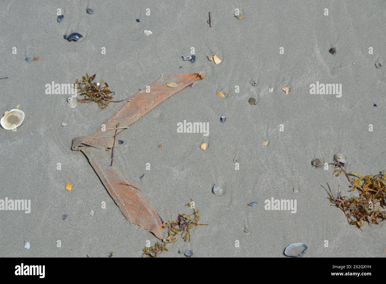 A Broken Flip Flop Strap Lies On The Sand Near The Oceans Edge Facing Left Encircled By