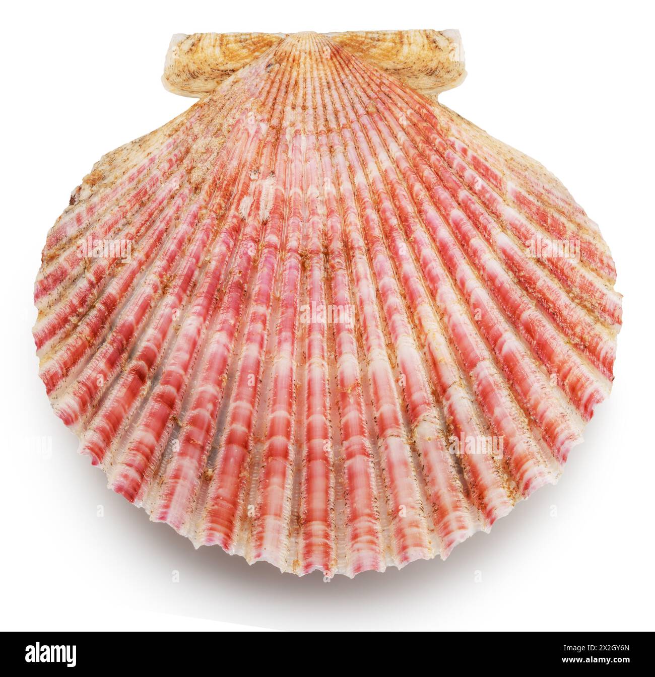 Edible raw closed scallop shell isolated on white background. Delicacy ...