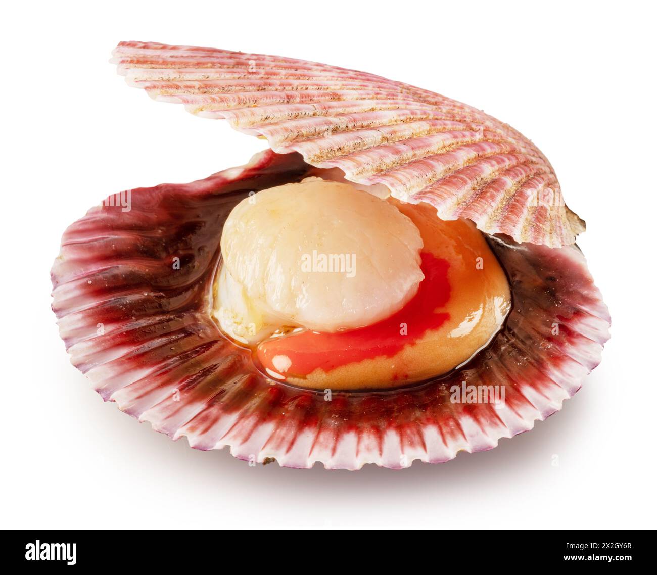 Edible raw opened scallop isolated on white background. Delicacy food ...