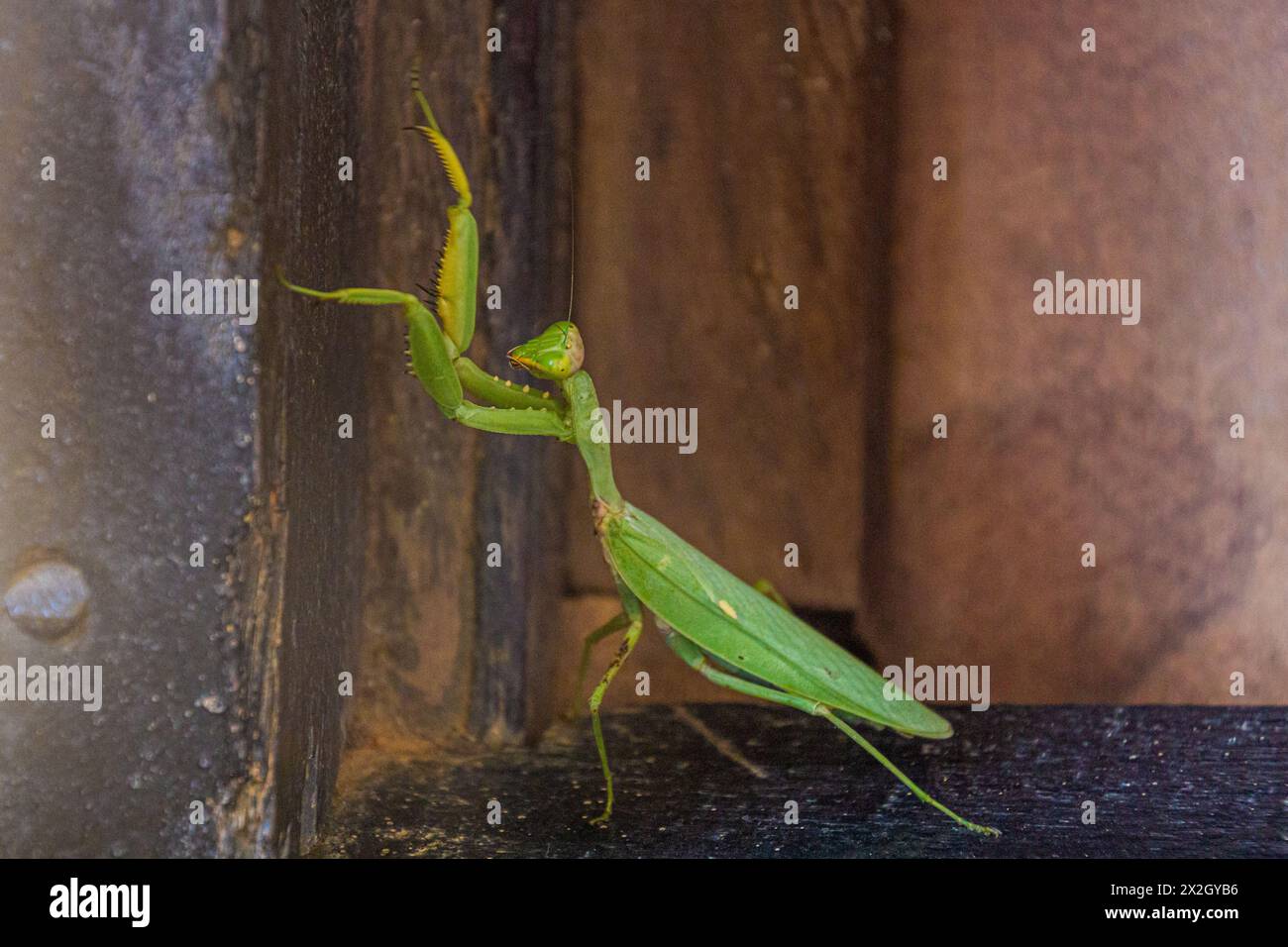 Praying mantis in Nong Khiaw village, Laos Stock Photo - Alamy