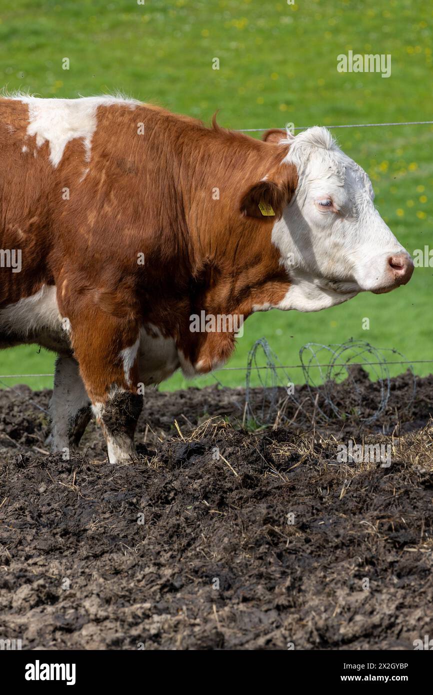A cow is standing in a muddy field Stock Photo - Alamy