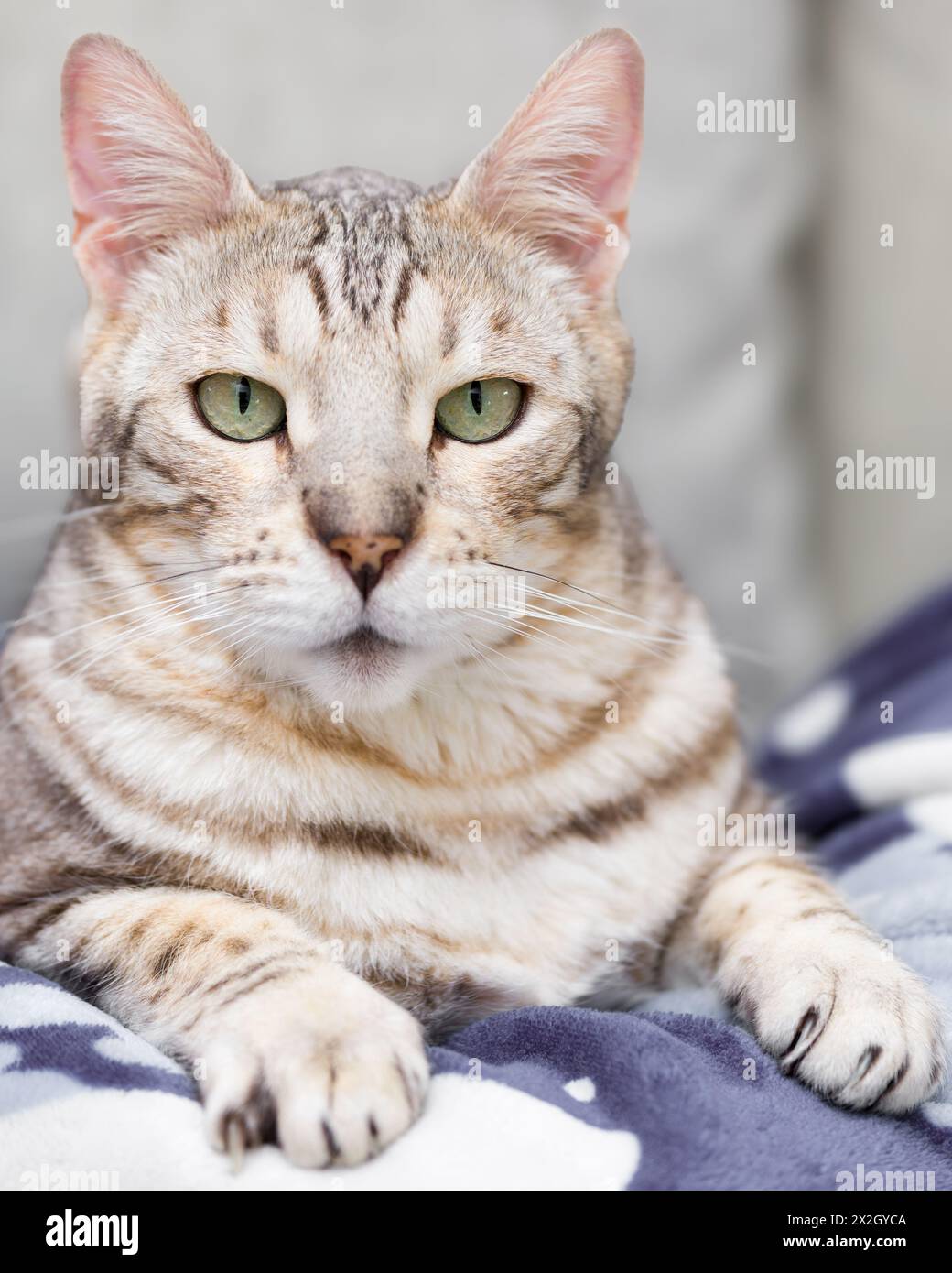 Beautiful adult male Bengal cat portrait Stock Photo - Alamy