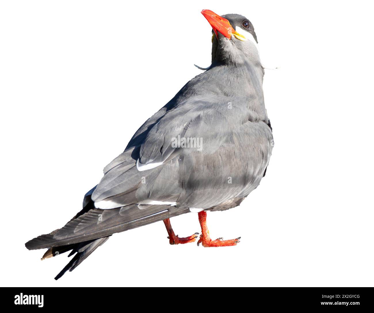 Inca tern, Larosterna inca, isolated on white Stock Photo - Alamy