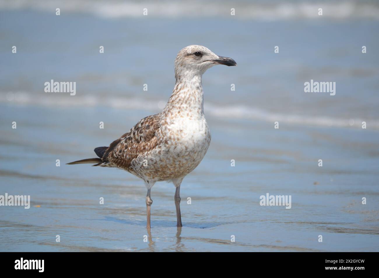 A majestic Great Black-backed Seagull stands at the water's edge ...