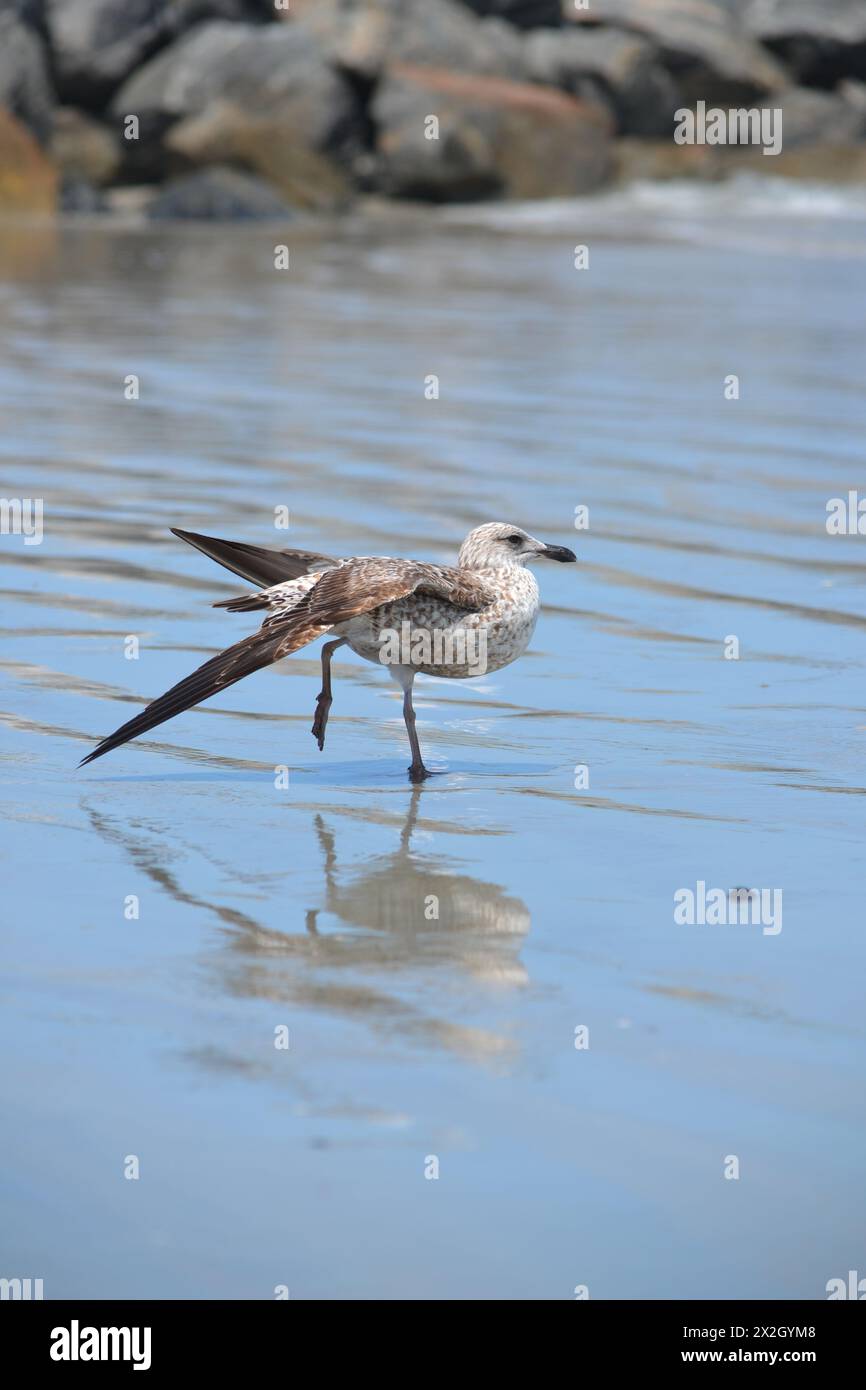 Great blacked seagull hi-res stock photography and images - Alamy
