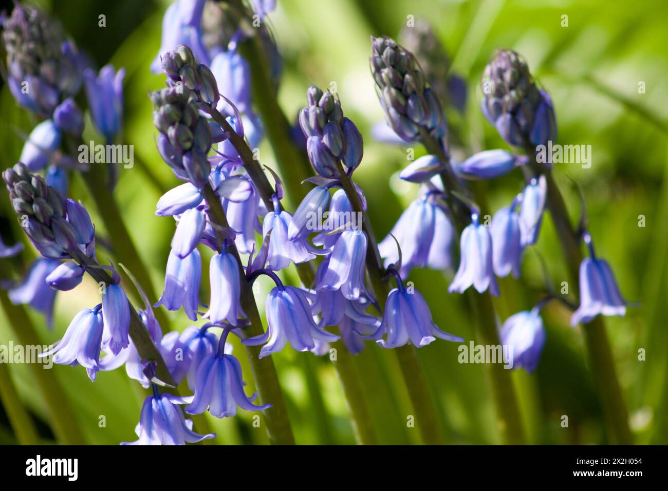 Bluebells (Hyacinthoides non-scripta) in close up growing in the Garden ...