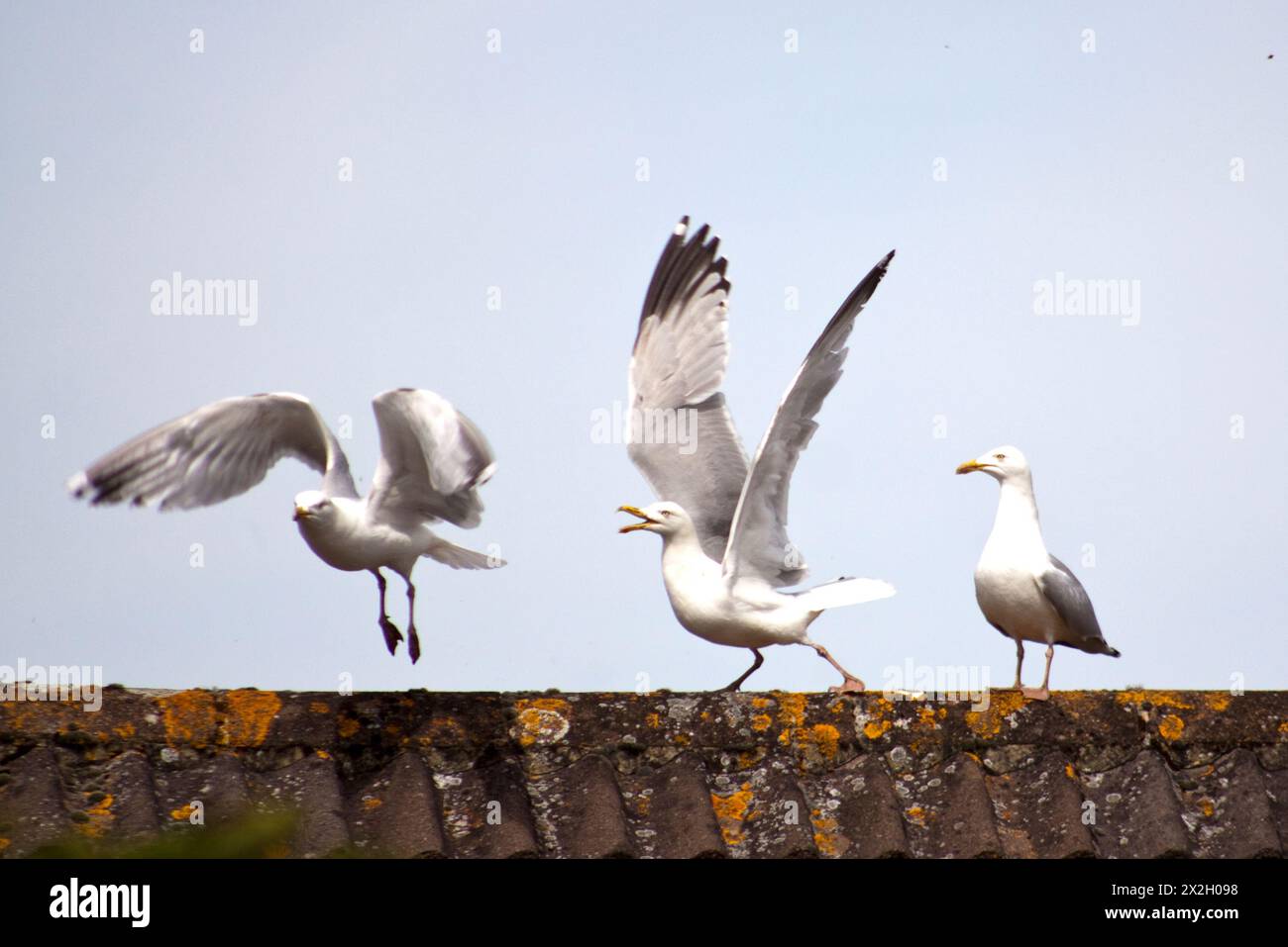 Seagull ( larus marinus) in the mating season seeing off rival on a ...