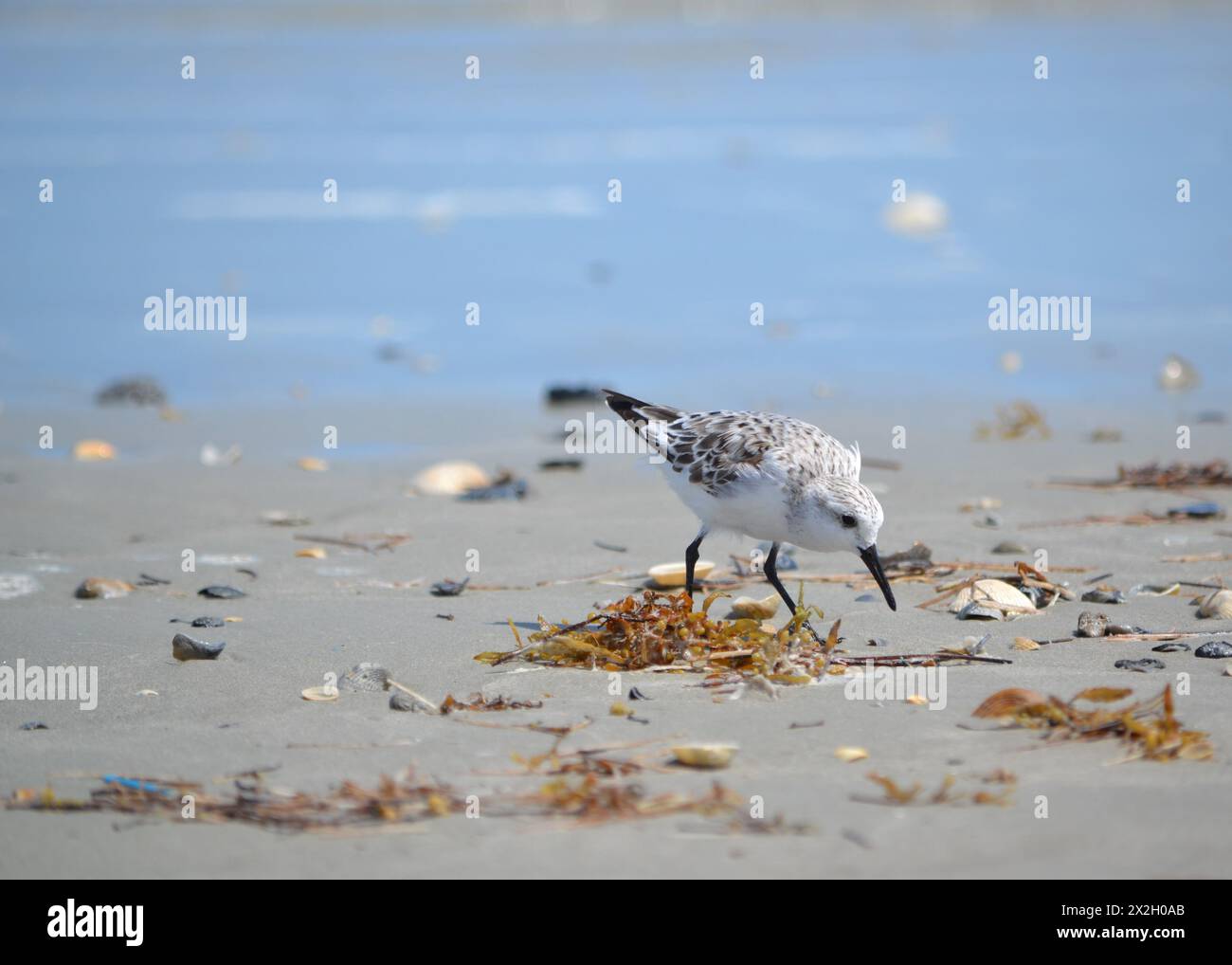 The Sanderling (Calidris alba) strolls along the sandy shore at the ...