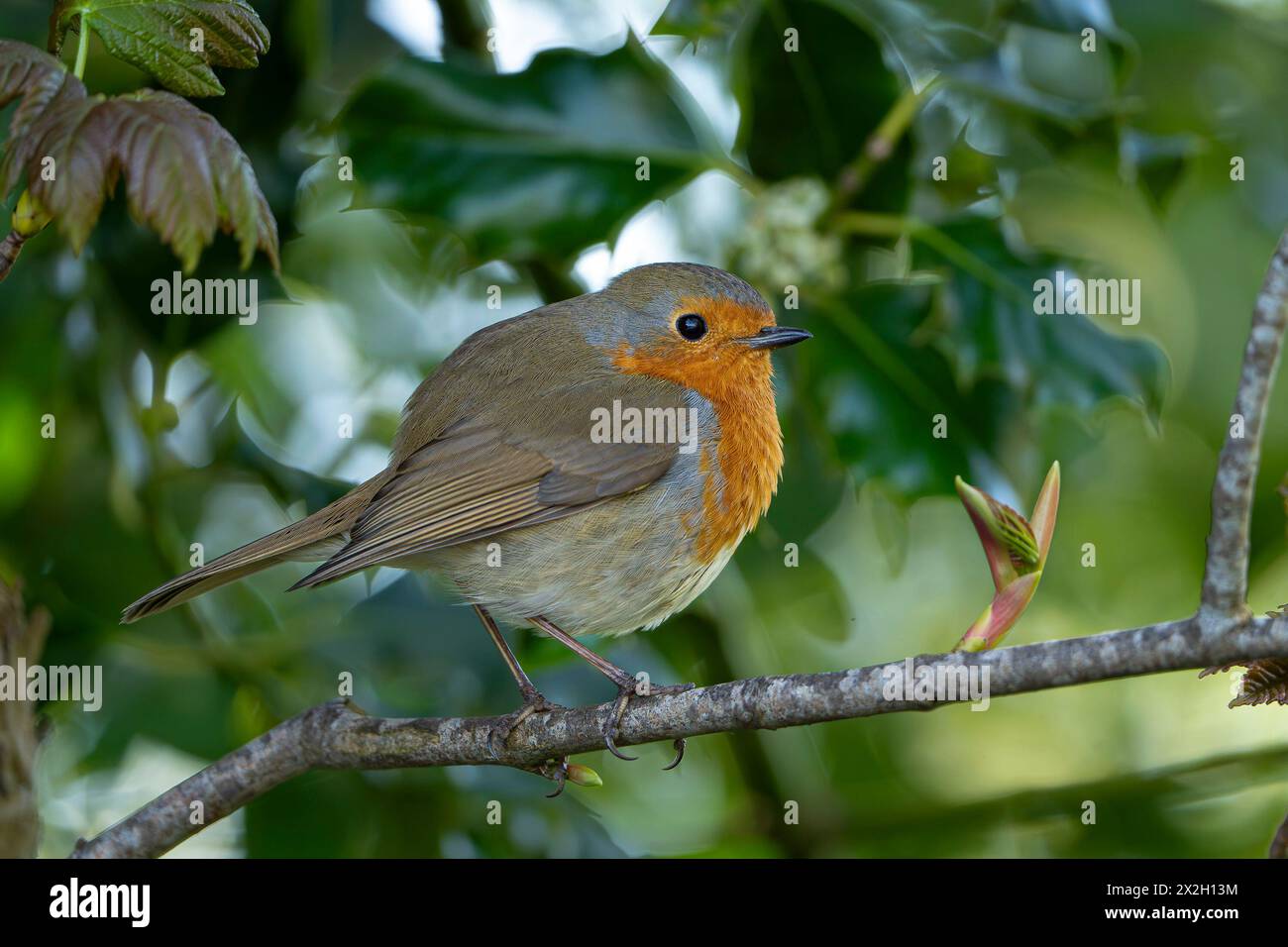 Side view robin bird on hi-res stock photography and images - Alamy