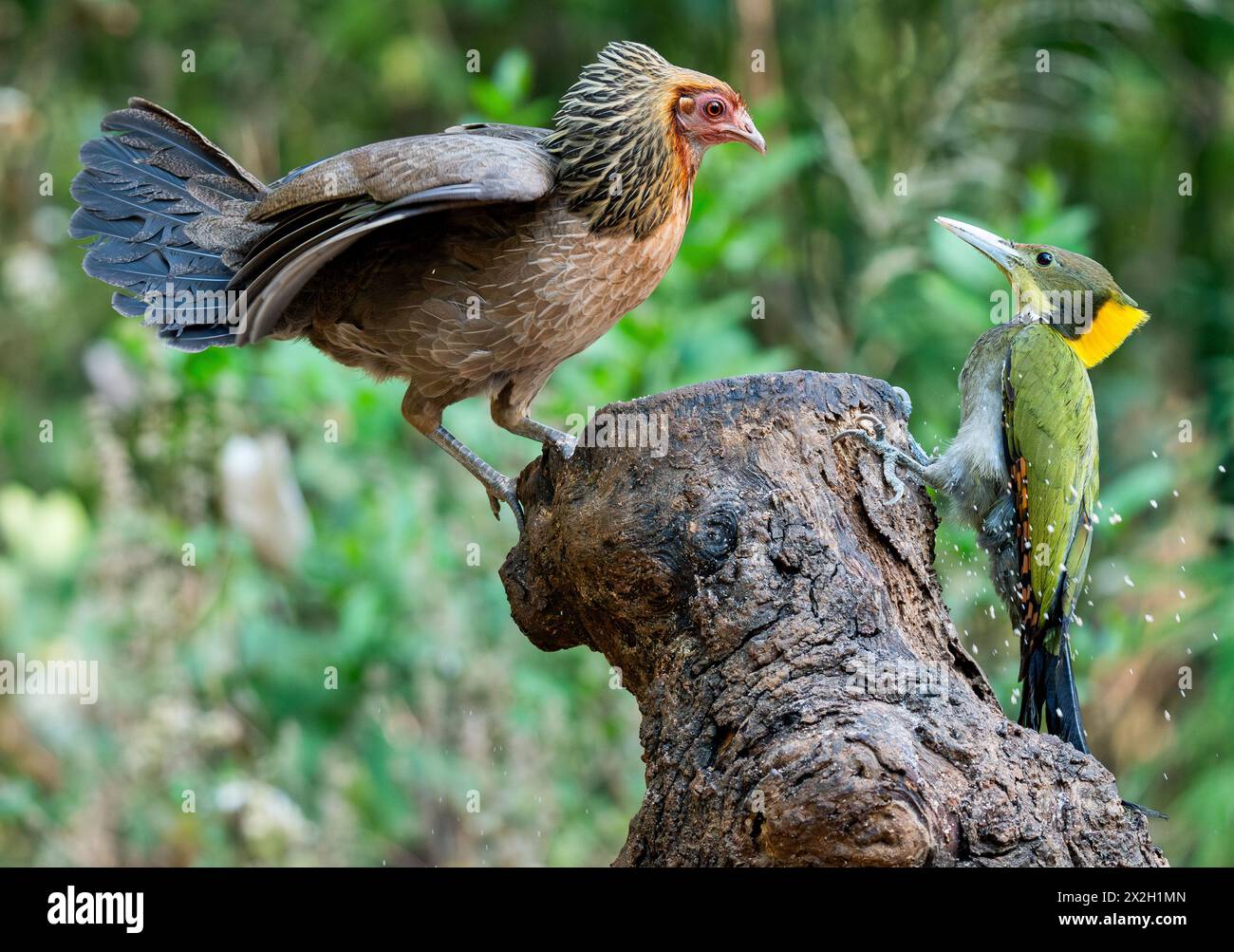 Birds fighting for Food Stock Photo - Alamy