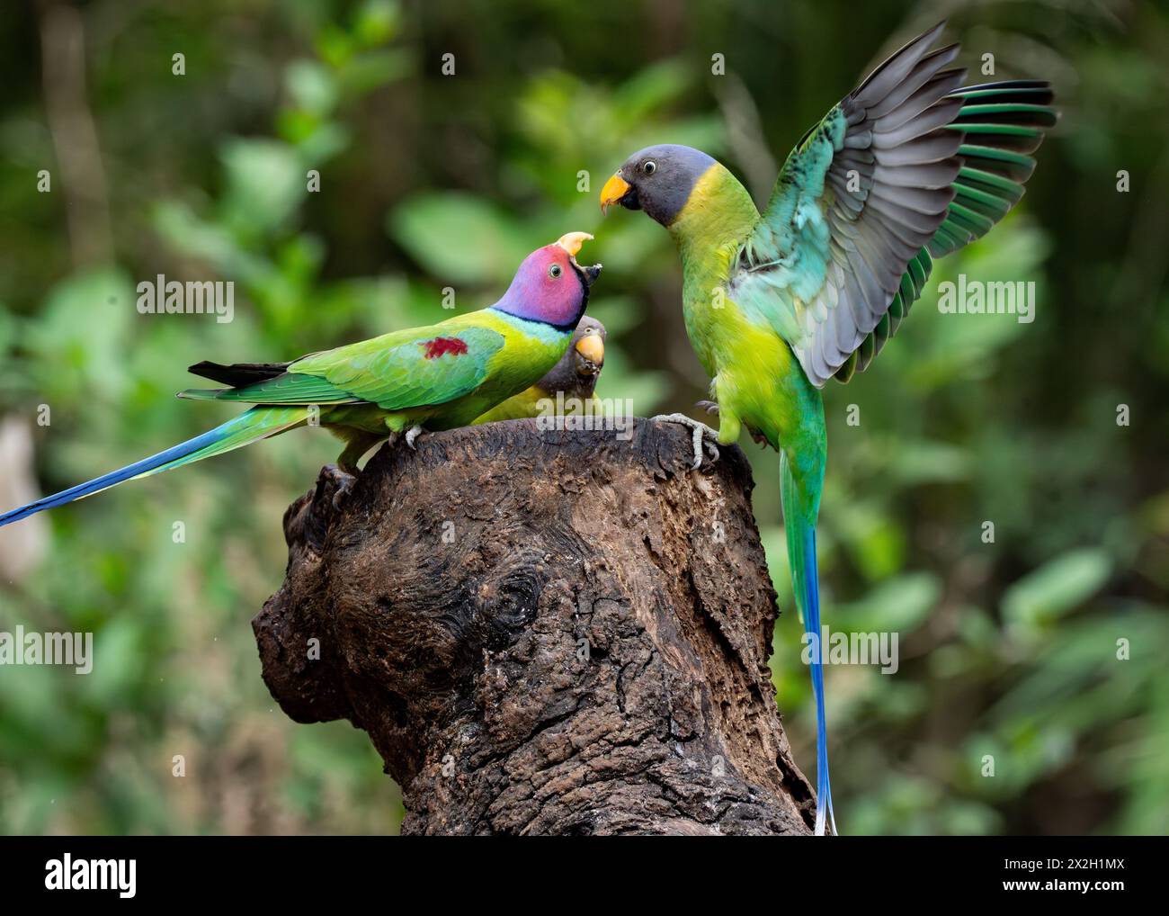 Birds fighting for Food Stock Photo - Alamy
