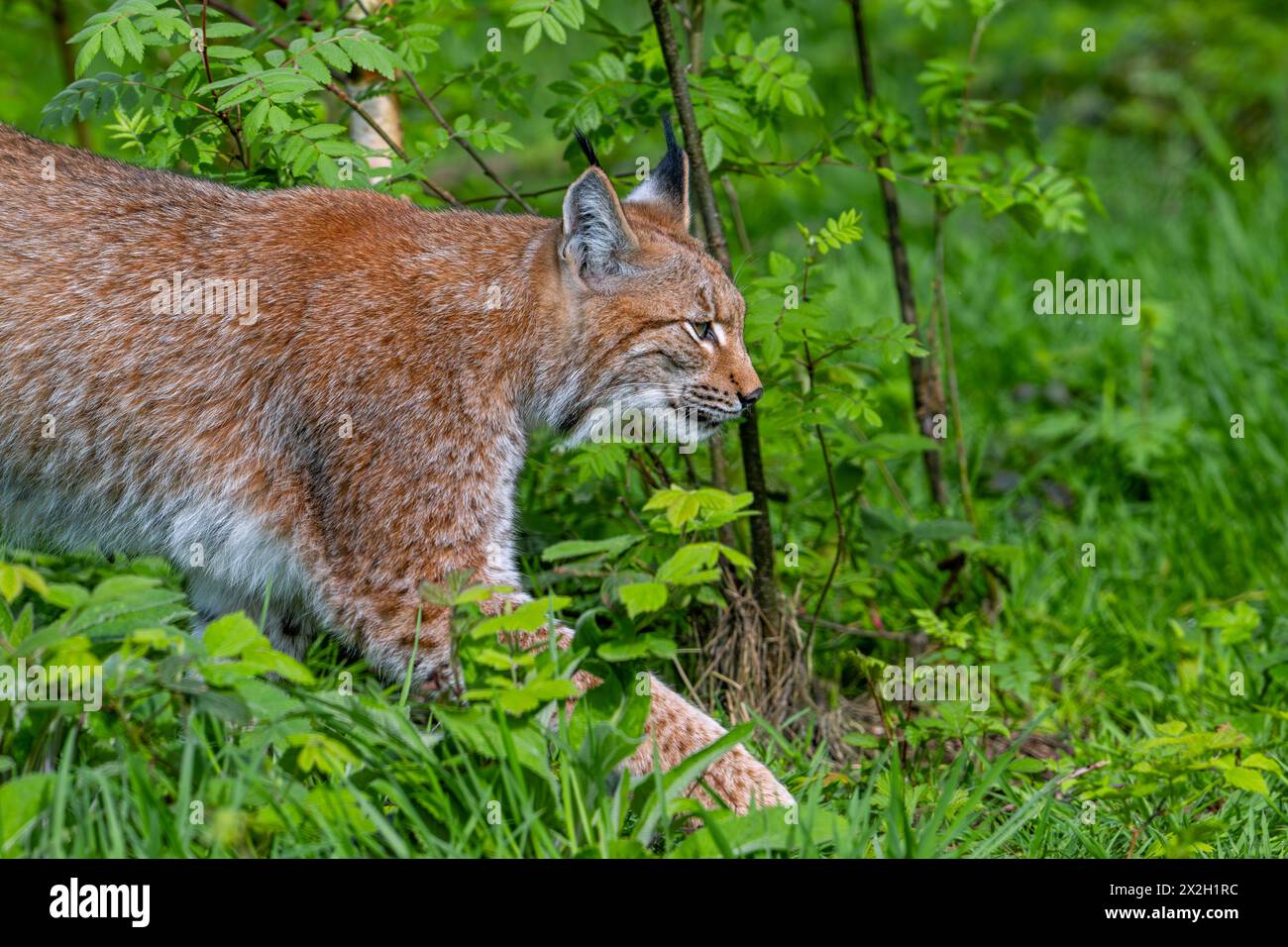Eurasian lynx (Lynx lynx) hunting in thicket of forest Stock Photo - Alamy