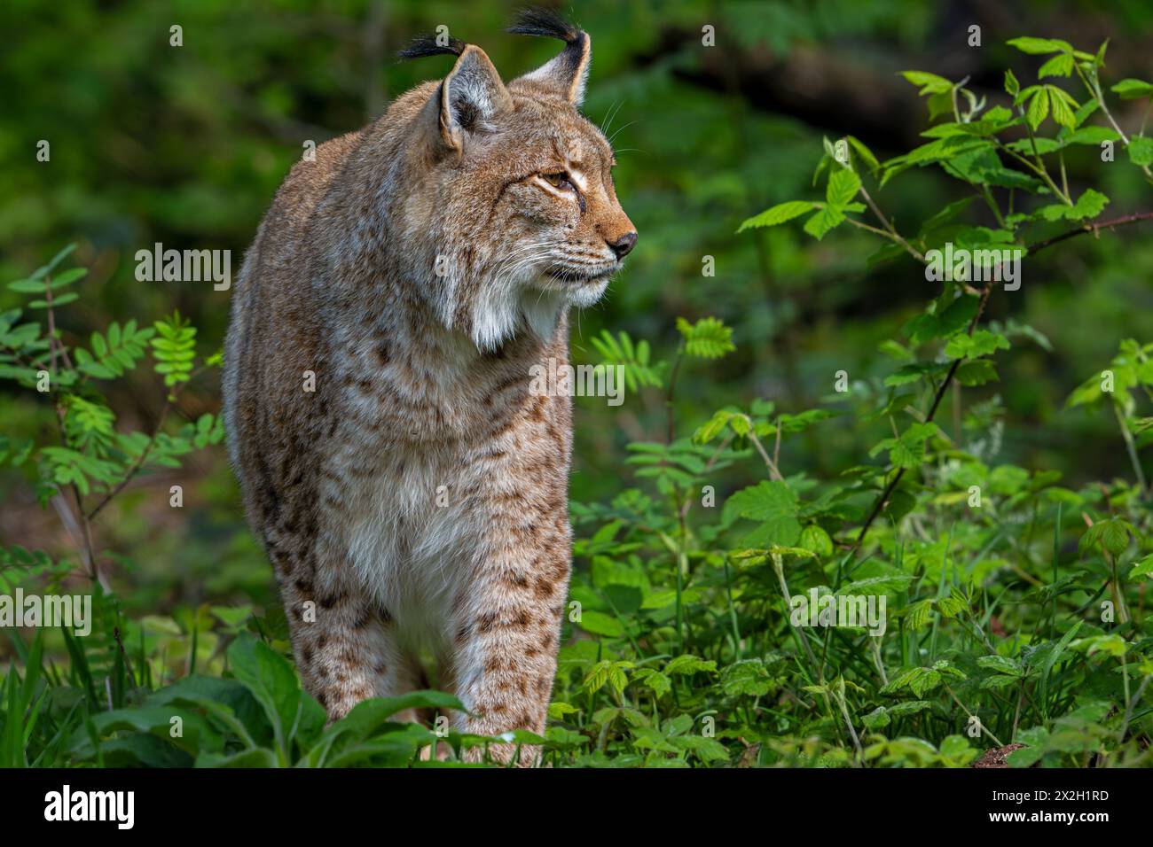 Eurasian lynx (Lynx lynx) hunting in thicket of forest Stock Photo - Alamy