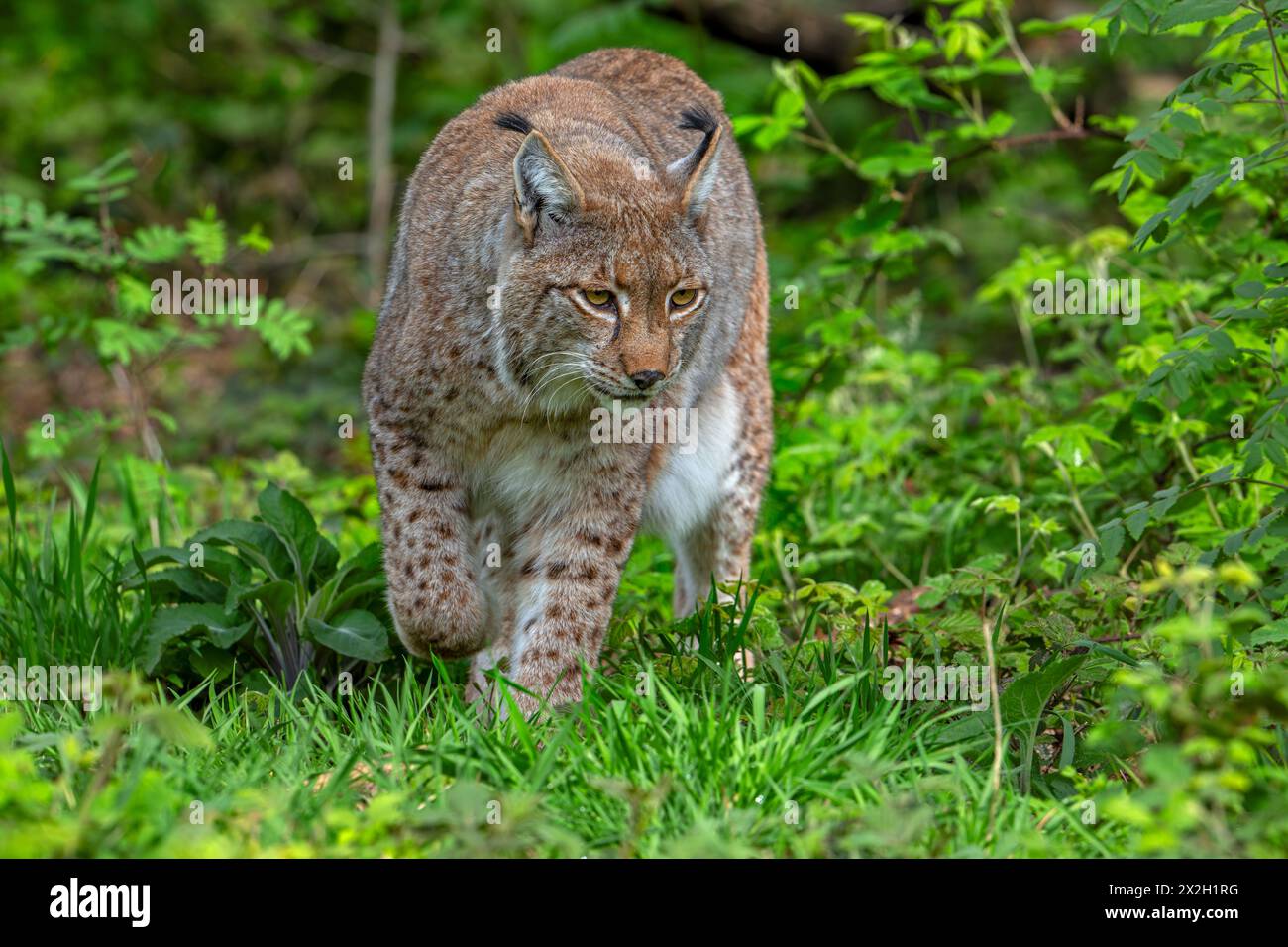 Eurasian lynx (Lynx lynx) hunting in thicket of forest Stock Photo - Alamy