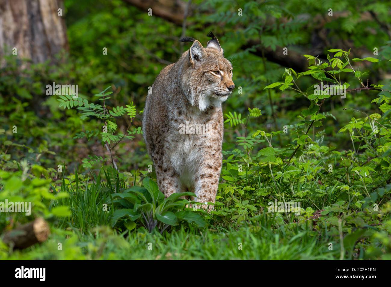 Eurasian lynx (Lynx lynx) hunting in thicket of forest Stock Photo - Alamy