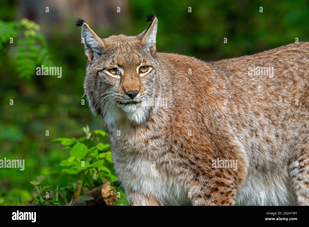 Eurasian lynx (Lynx lynx) hunting in thicket of forest Stock Photo - Alamy