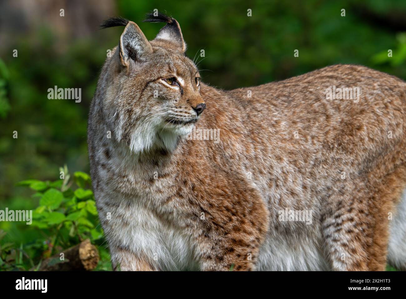 Hunting Eurasian lynx (Lynx lynx) looking back in brushwood of forest ...
