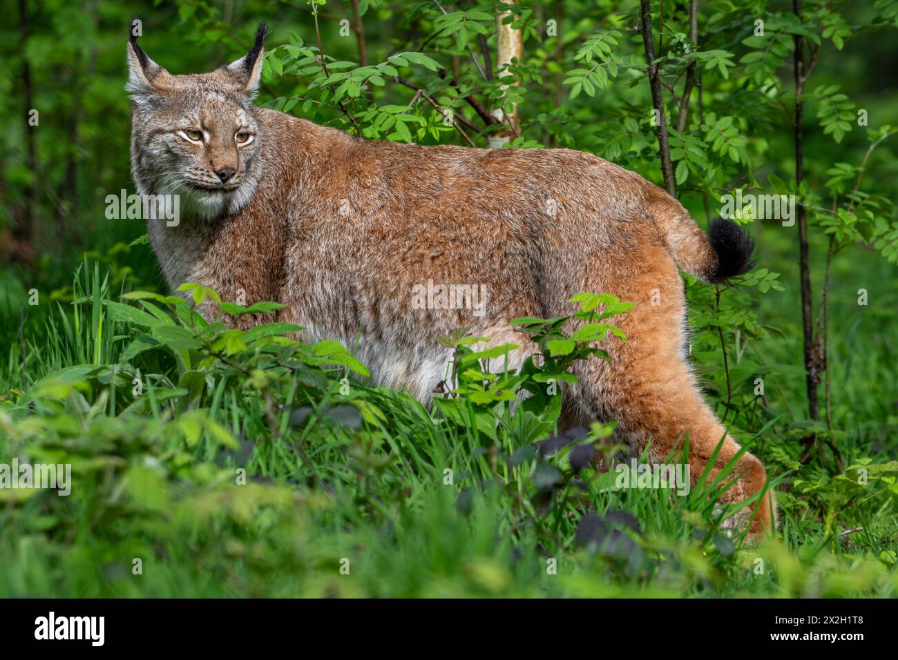 Hunting Eurasian lynx (Lynx lynx) looking back in brushwood of forest ...