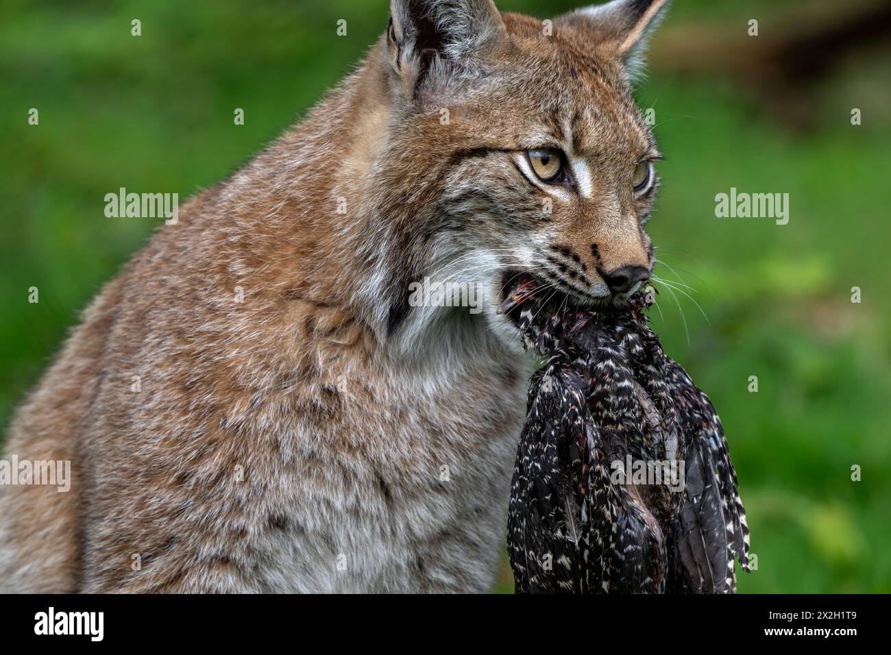 Hunting Eurasian lynx (Lynx lynx) with killed bird prey in its muzzle ...