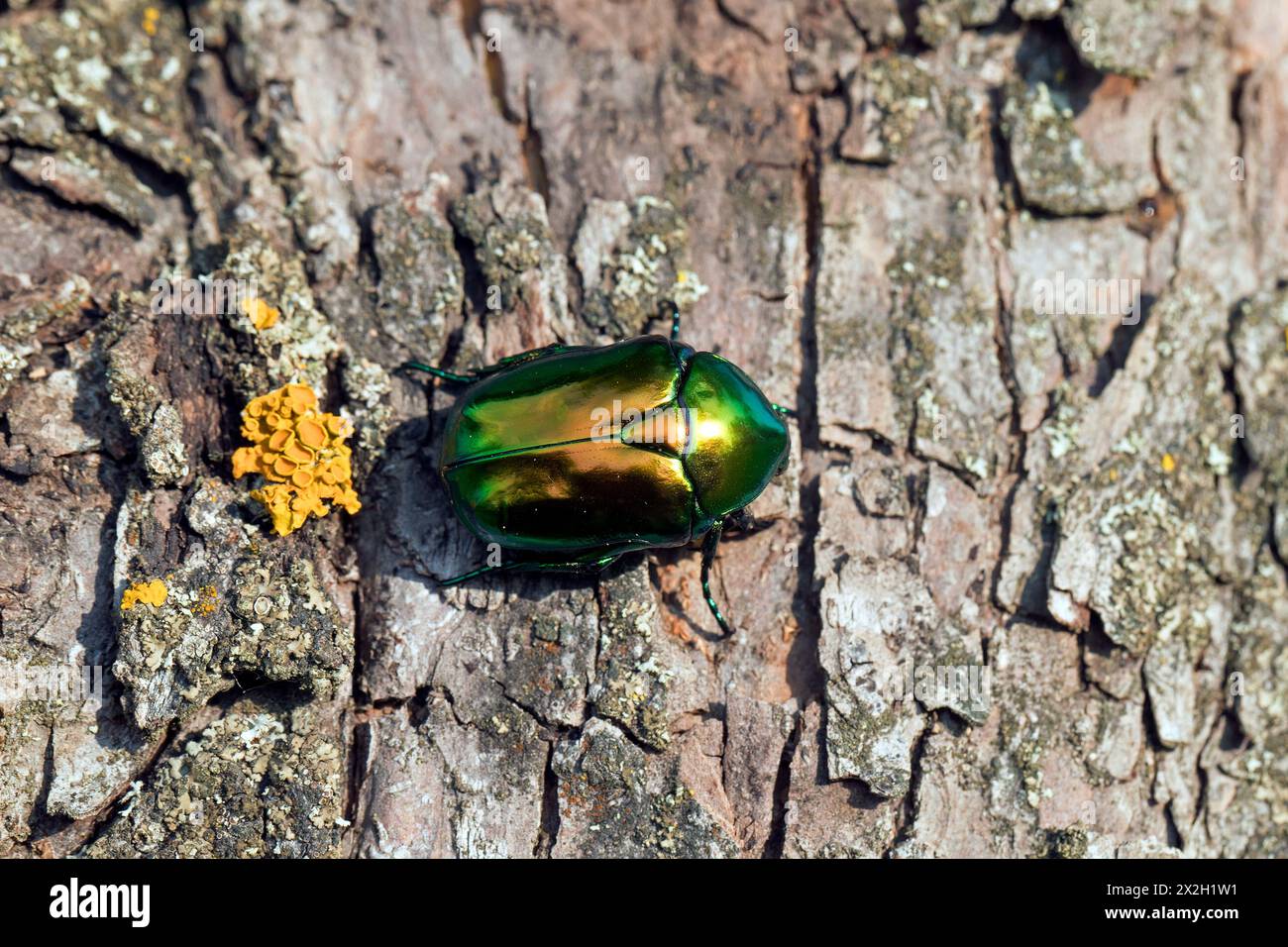 Flower chafer / green rose chafer (Protaetia speciosissima / Scarabaeus ...