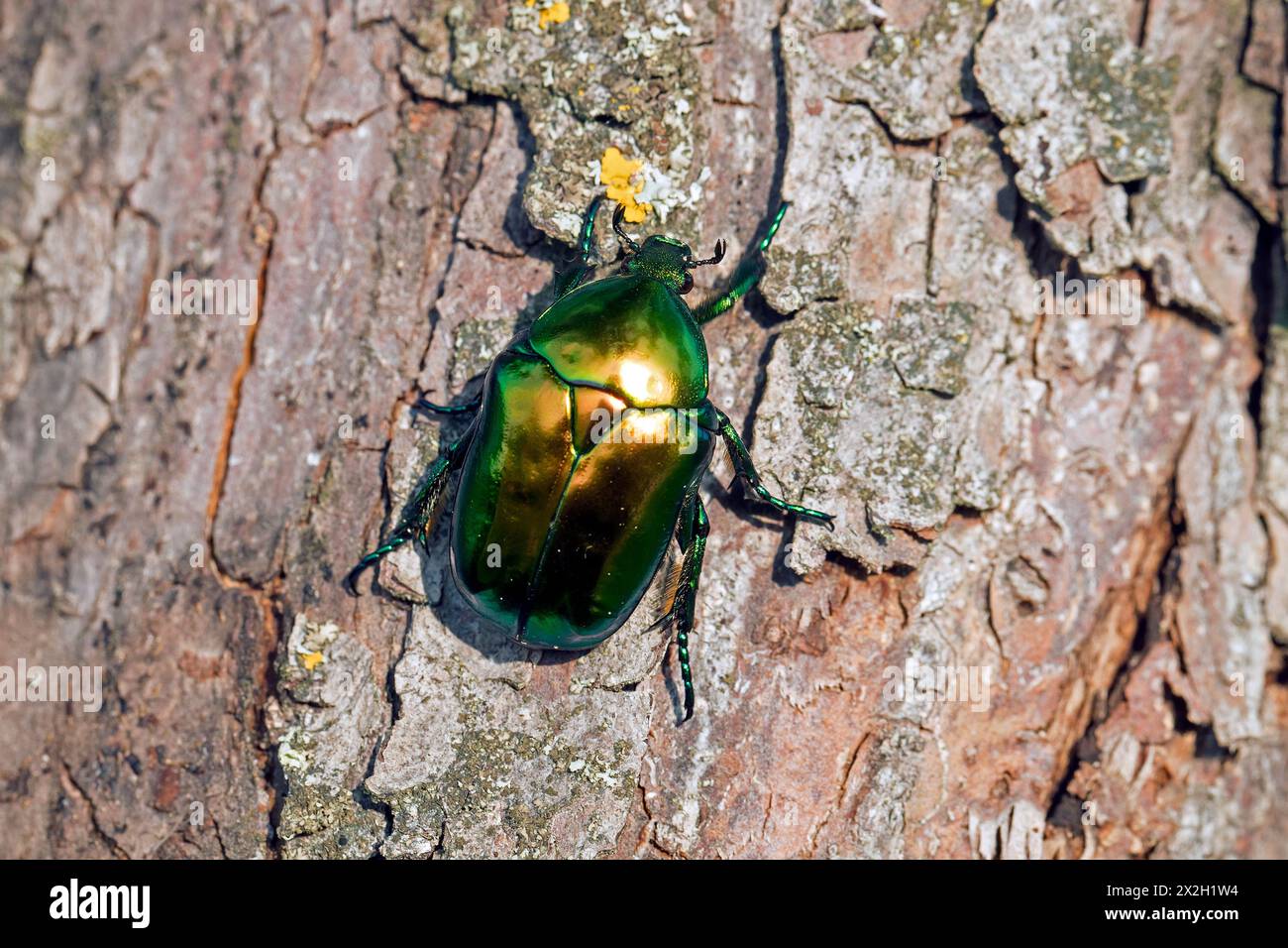 Scarabaeus speciosissimus hi-res stock photography and images - Alamy