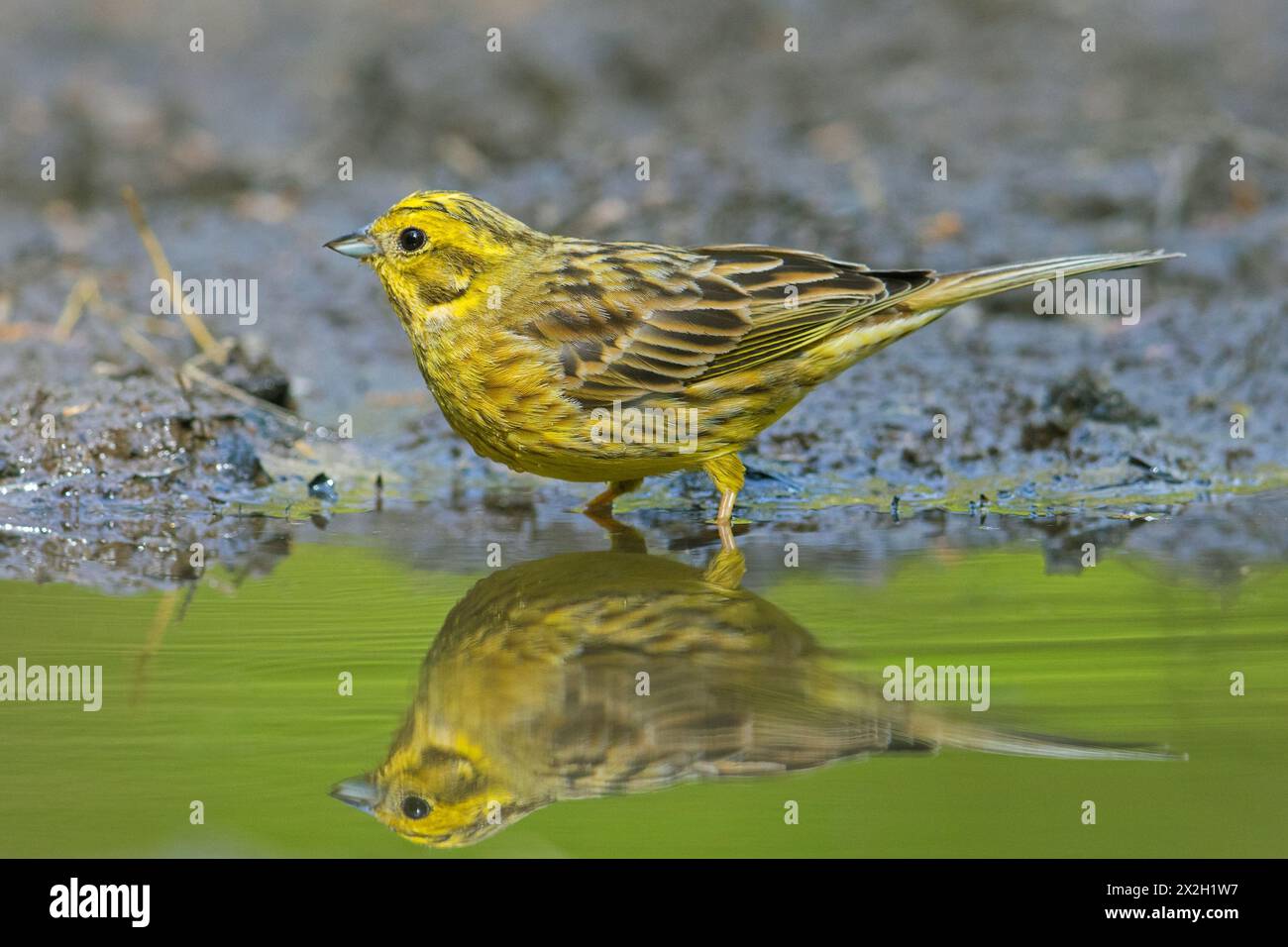 Yellowhammer (Emberiza citrinella) male drinking water from pond ...