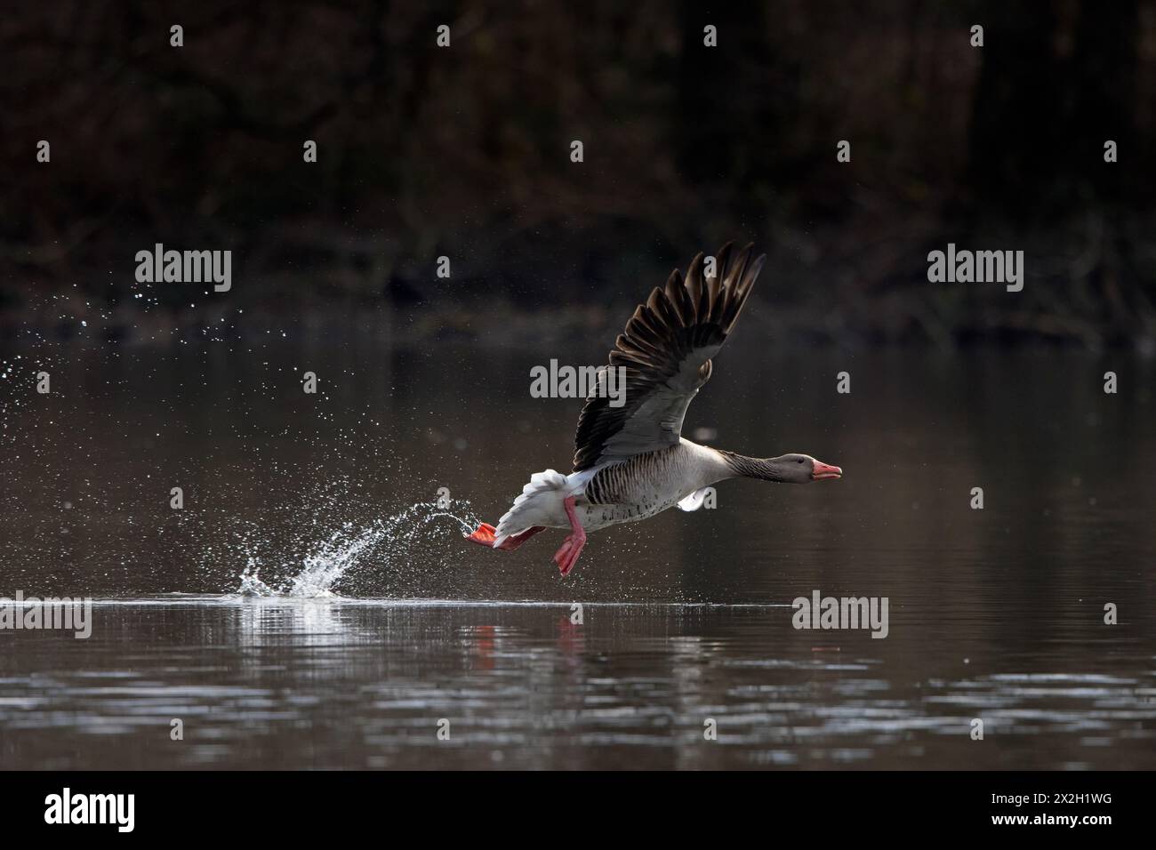 Greylag goose / graylag goose (Anser anser) taking off from water ...