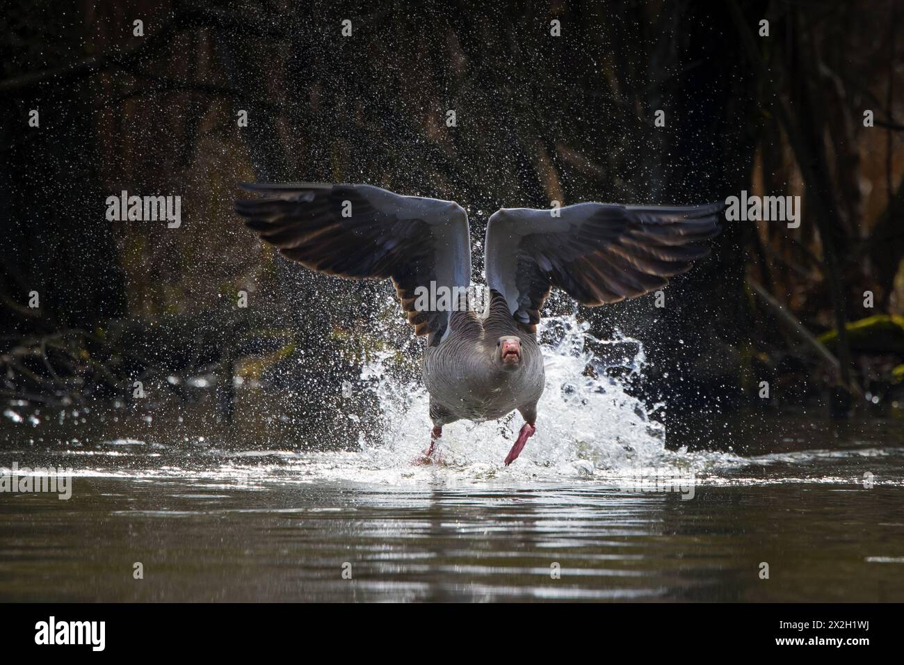 Greylag goose / graylag goose (Anser anser) taking off from water ...