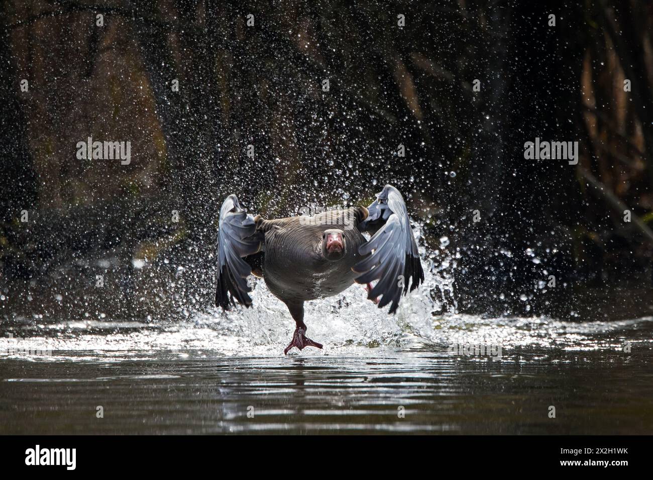 Greylag goose / graylag goose (Anser anser) taking off from water ...