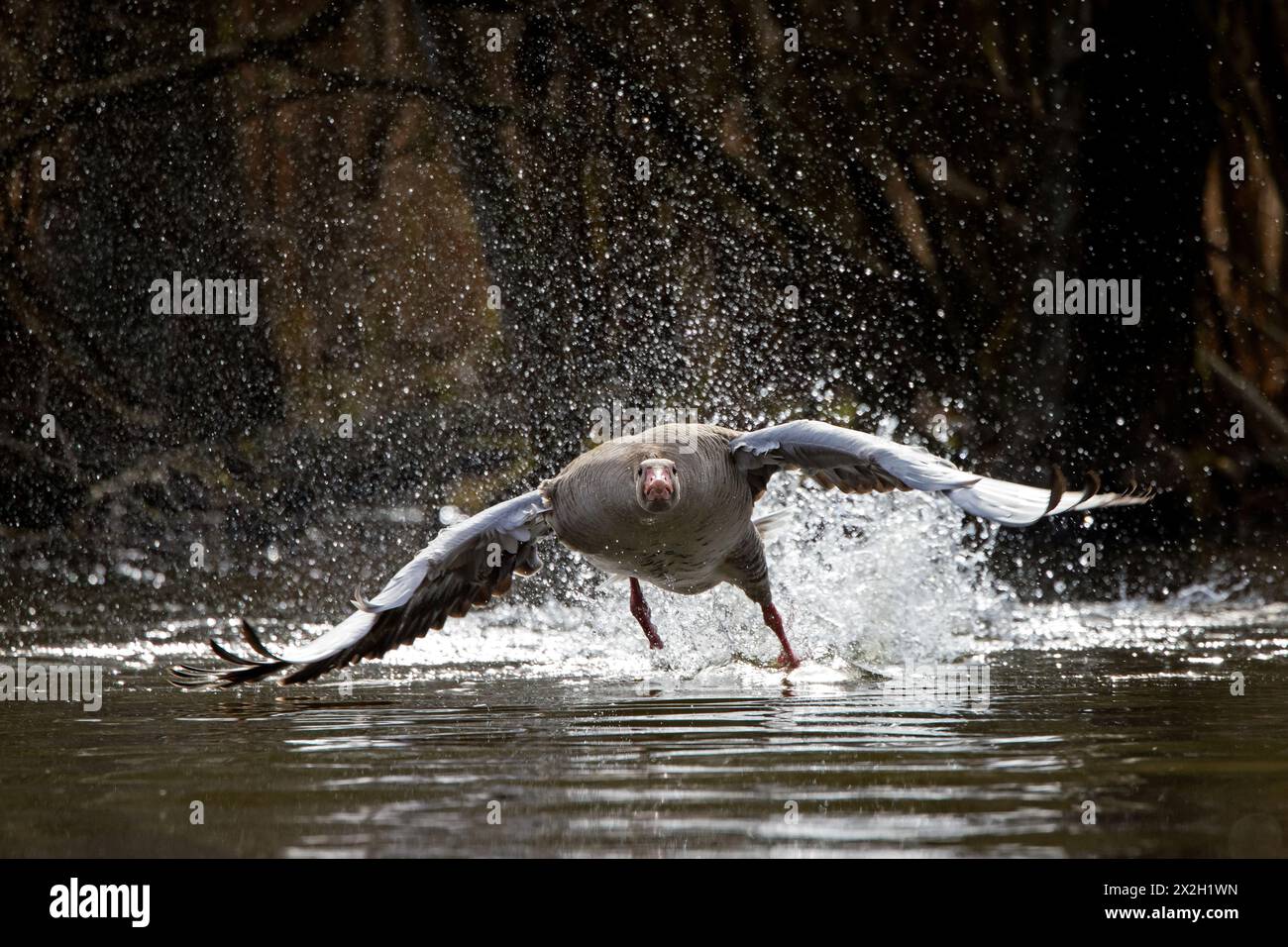 Greylag goose / graylag goose (Anser anser) taking off from water ...