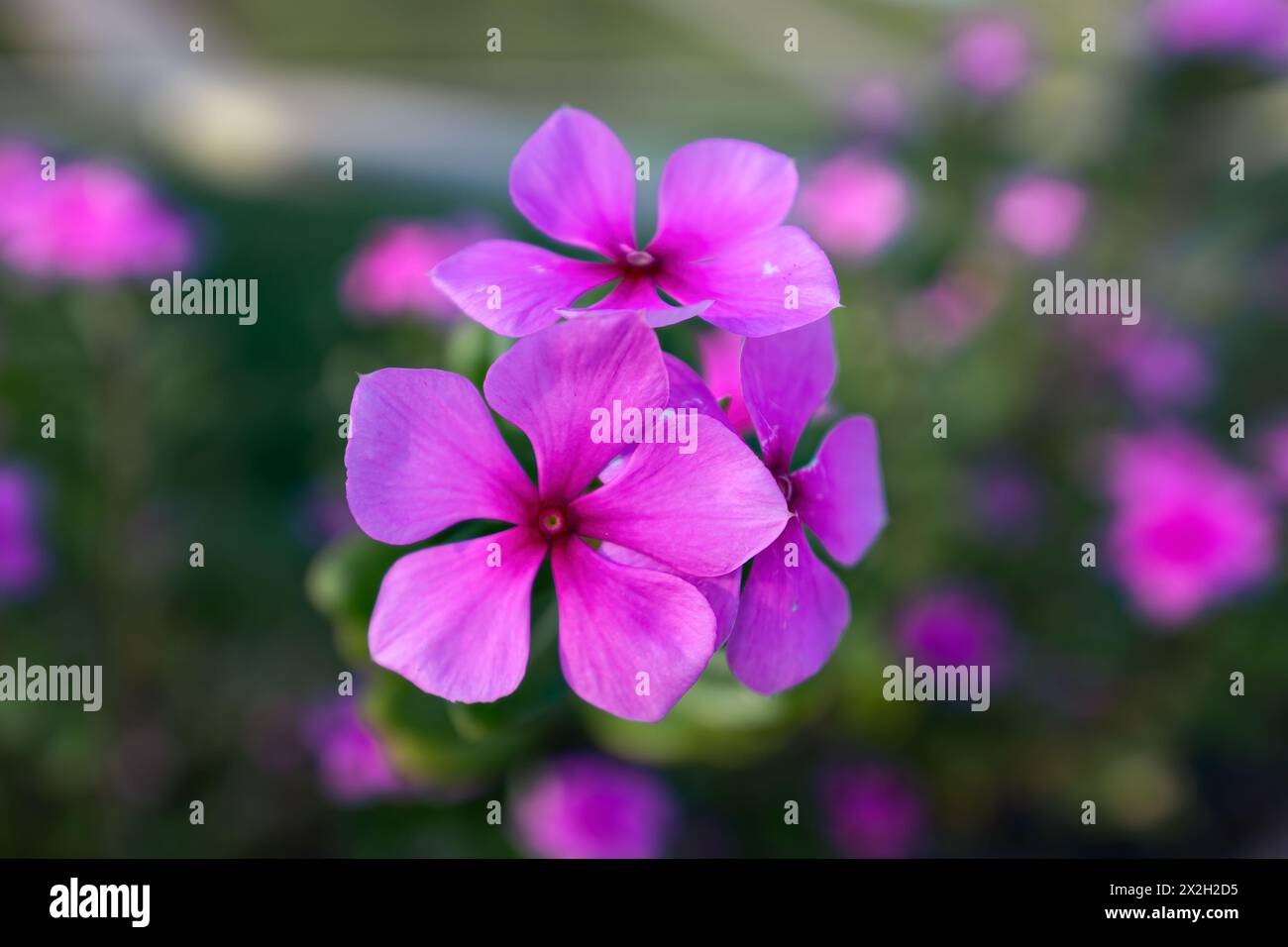 Growing Rose Periwinkle flower on the Green background. Its also called ...