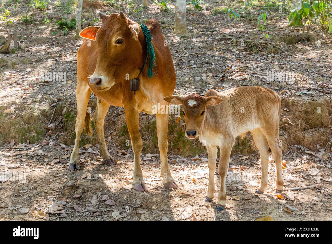 Cow with a calf near Luang Namtha town, Laos Stock Photo - Alamy