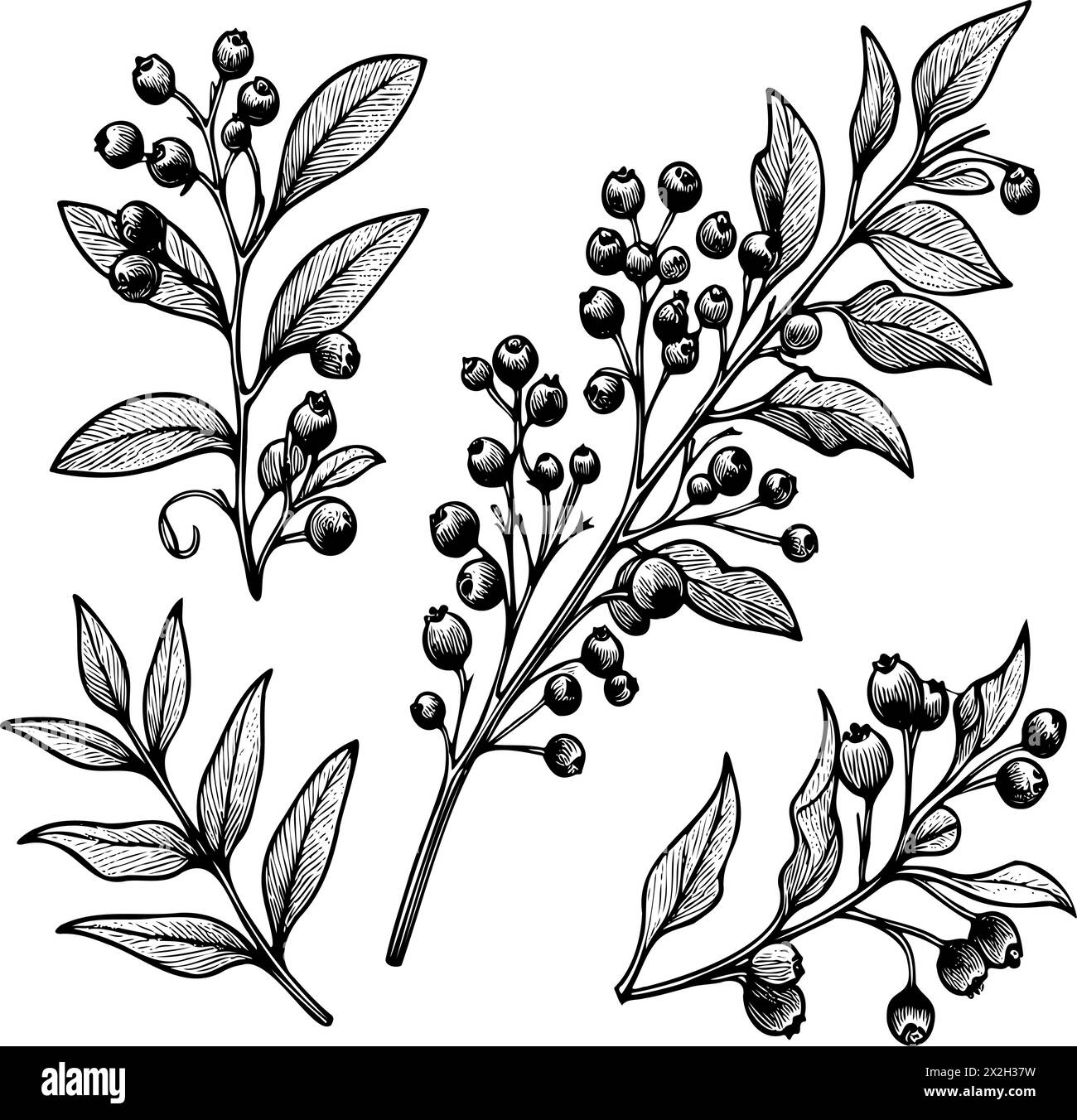 set of three different types of berries, each with their own unique ... set of three different types of berries, each with their own unique ...
