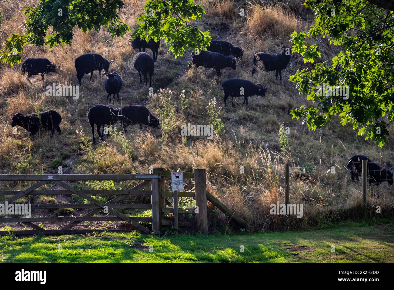 Morpeth park hi-res stock photography and images - Alamy