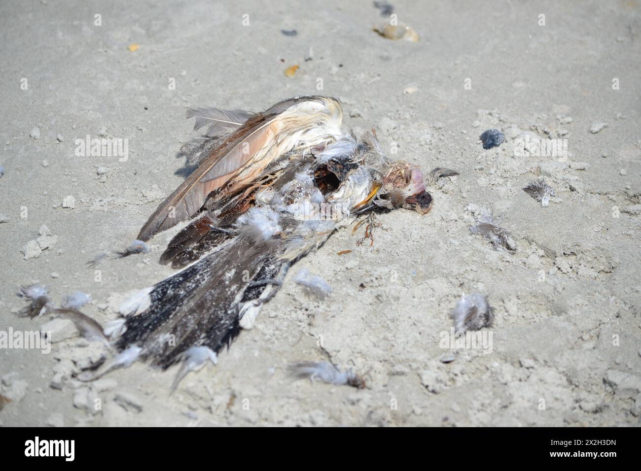 Seagull's decomposing body on the sandy beach surrounded by feathers ...