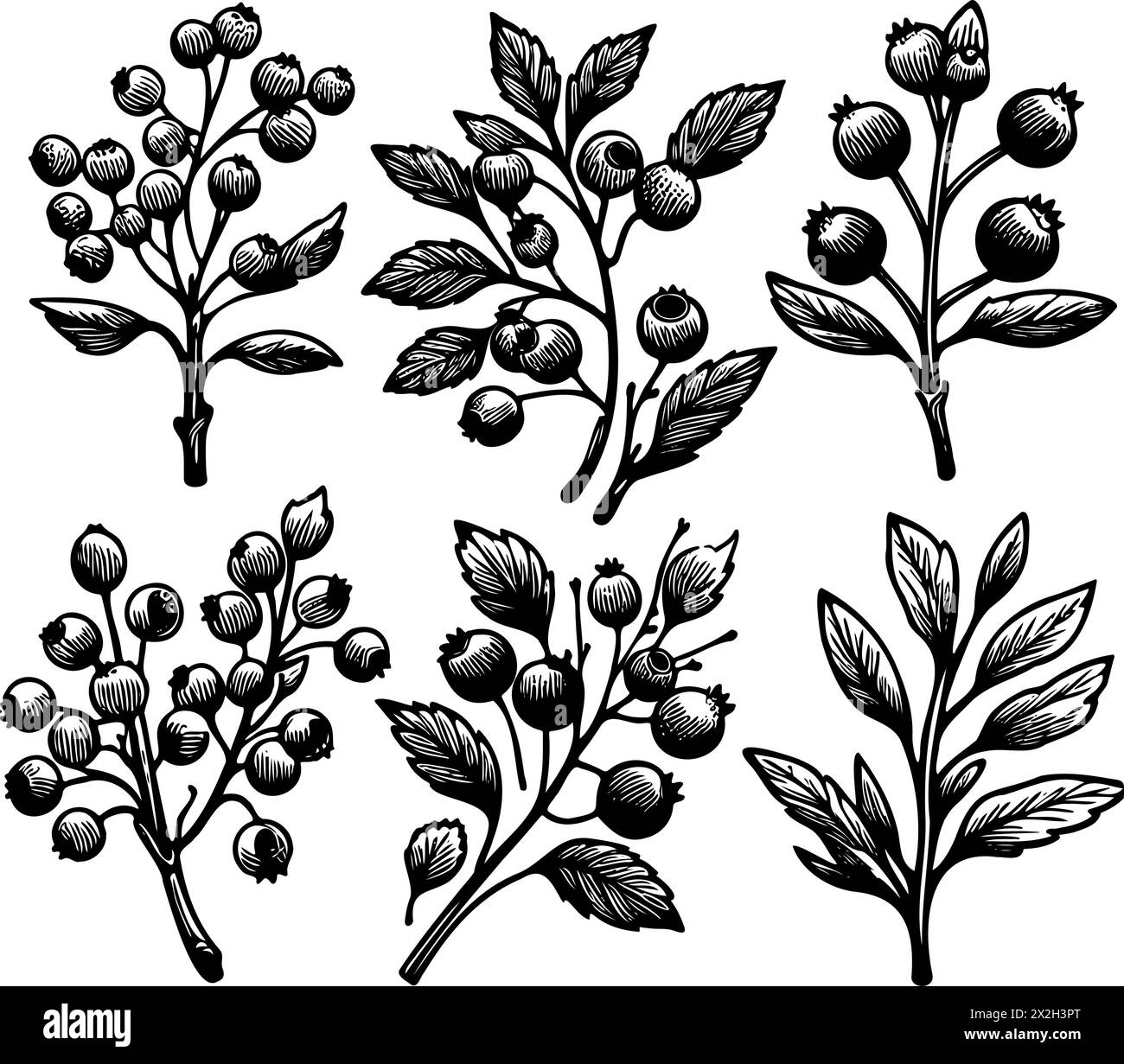 Six different types berries, each with their own unique shape and color ... Six different types berries, each with their own unique shape and color ...