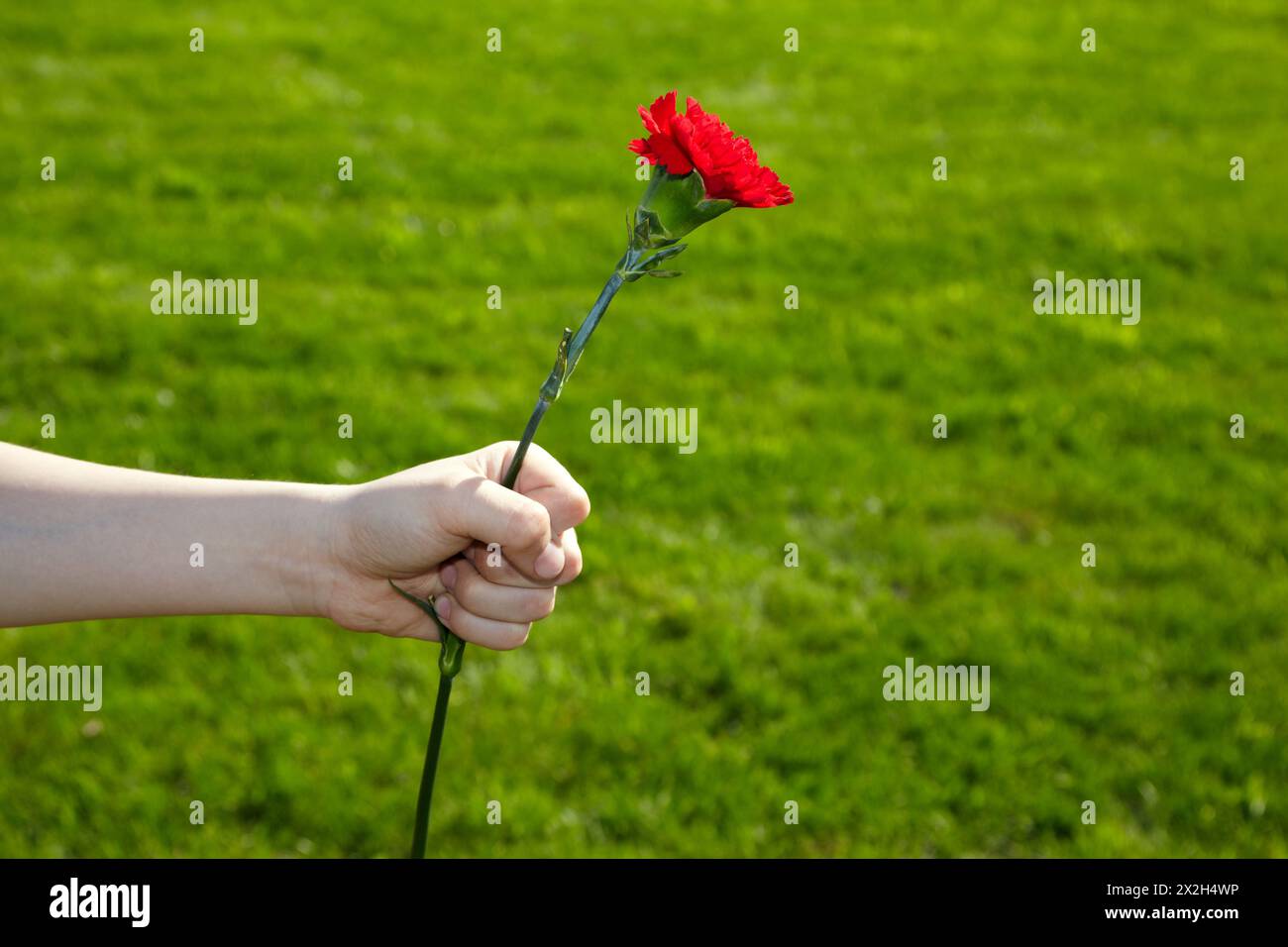 Hand holds red carnation in the fist on the green grass background ...